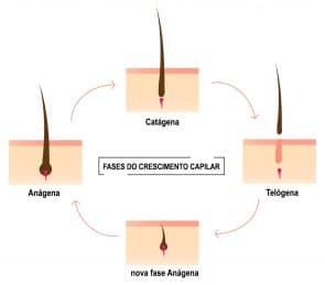 Conheça o Ciclo de Vida do Cabelo e Suas Fases